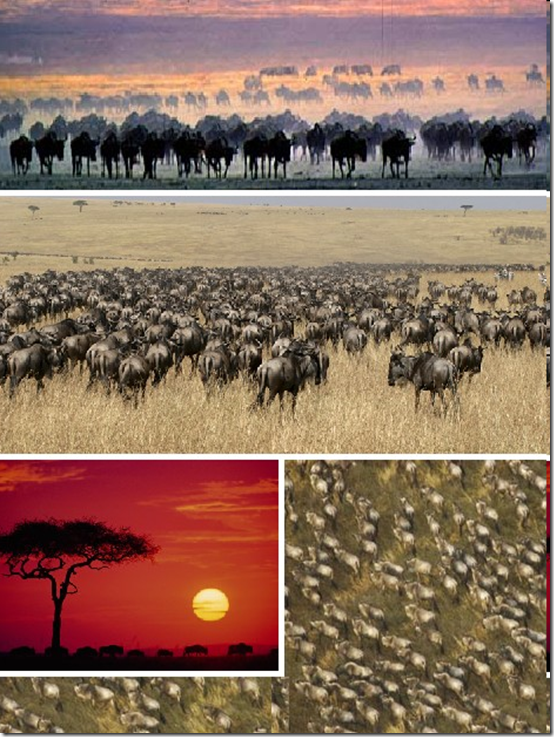 Rate #1, best ranking system: 10 Amazing Animal Migrations